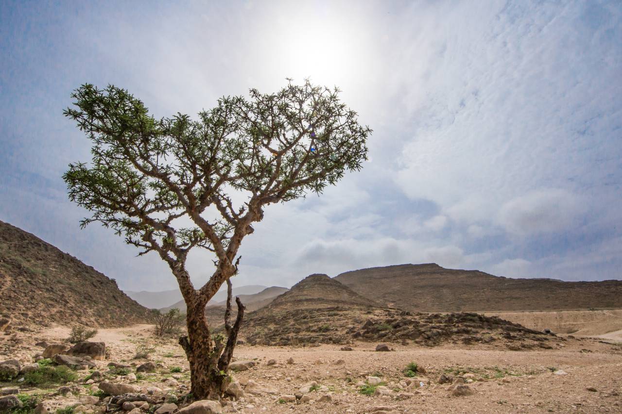 Frankincense Route Omans World Heritage Sites | Zain Travel and Tourism